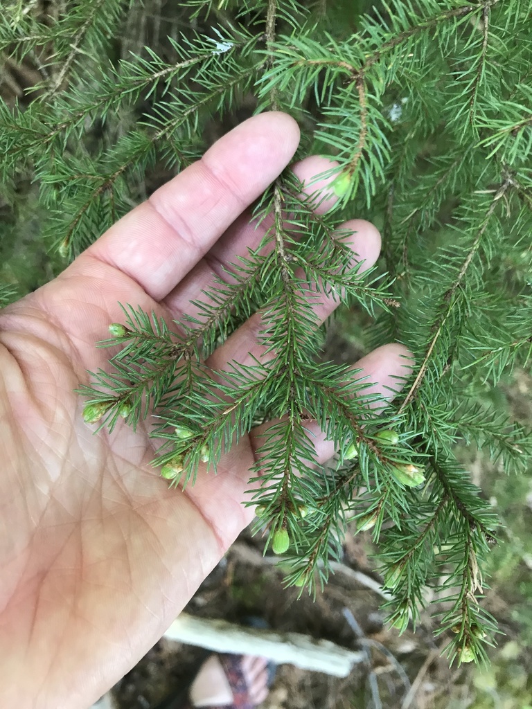 white spruce in June 2021 by Amanda Stear · iNaturalist