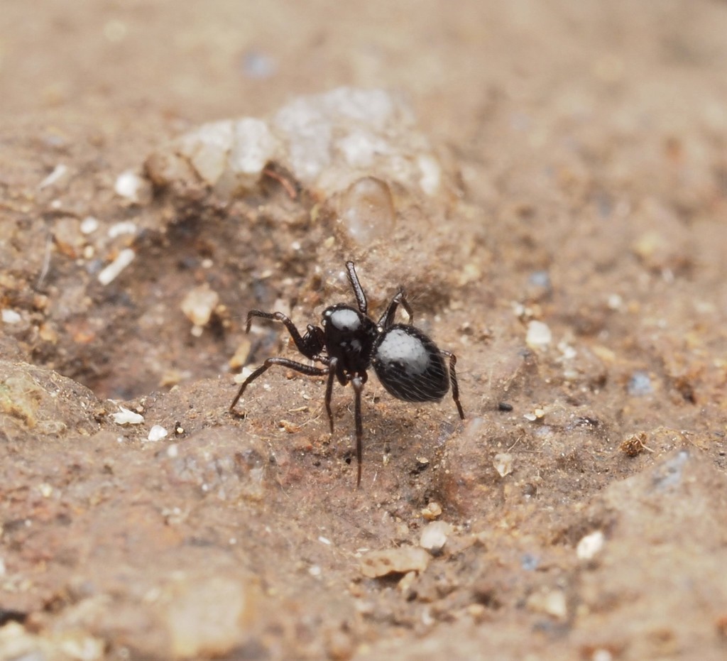 Matilda australia from Sunshine Coast QLD, Australia on June 5, 2021 at ...