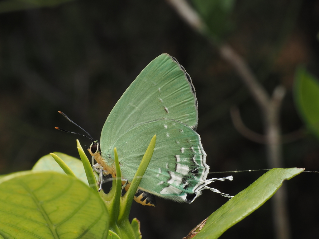 Green Flash in June 2021 by Kit Chang · iNaturalist
