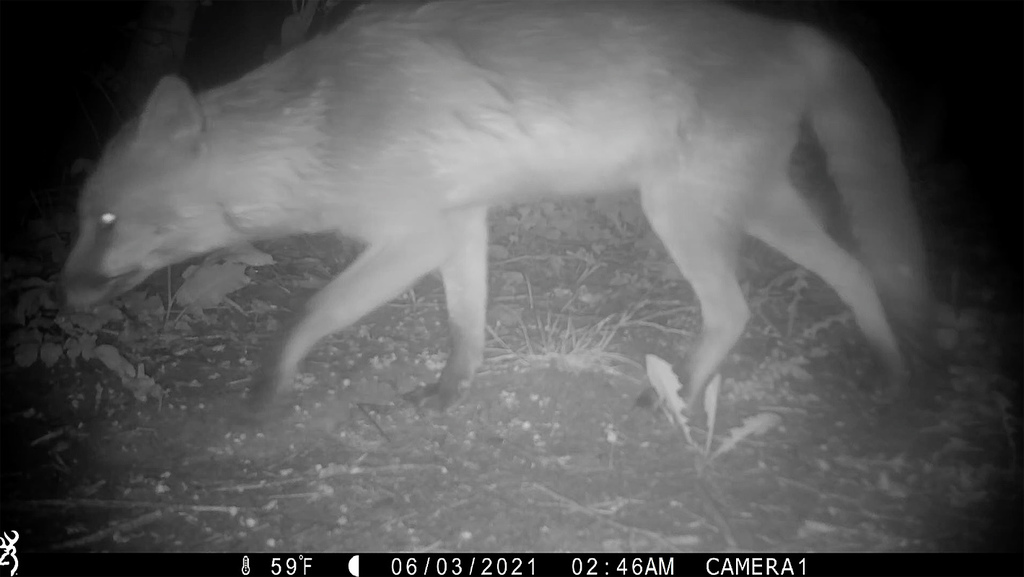 Red Fox in June 2021 by Tig. Still from trailcam video. · iNaturalist