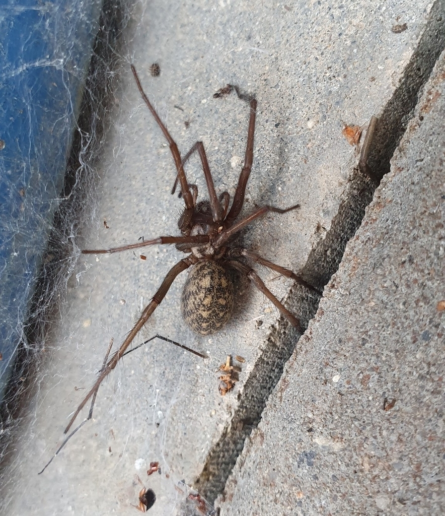 Giant House Spider from 252 09 Hradištko, Česko on June 5, 2021 at 12: ...