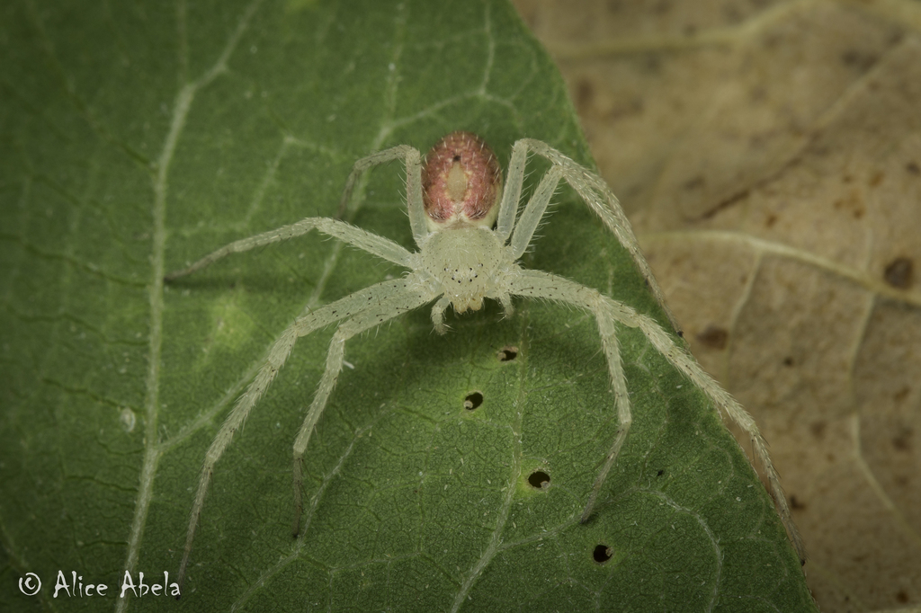 Crab Spiders from Arizona, United States on August 5, 2015 at 07:09 AM ...
