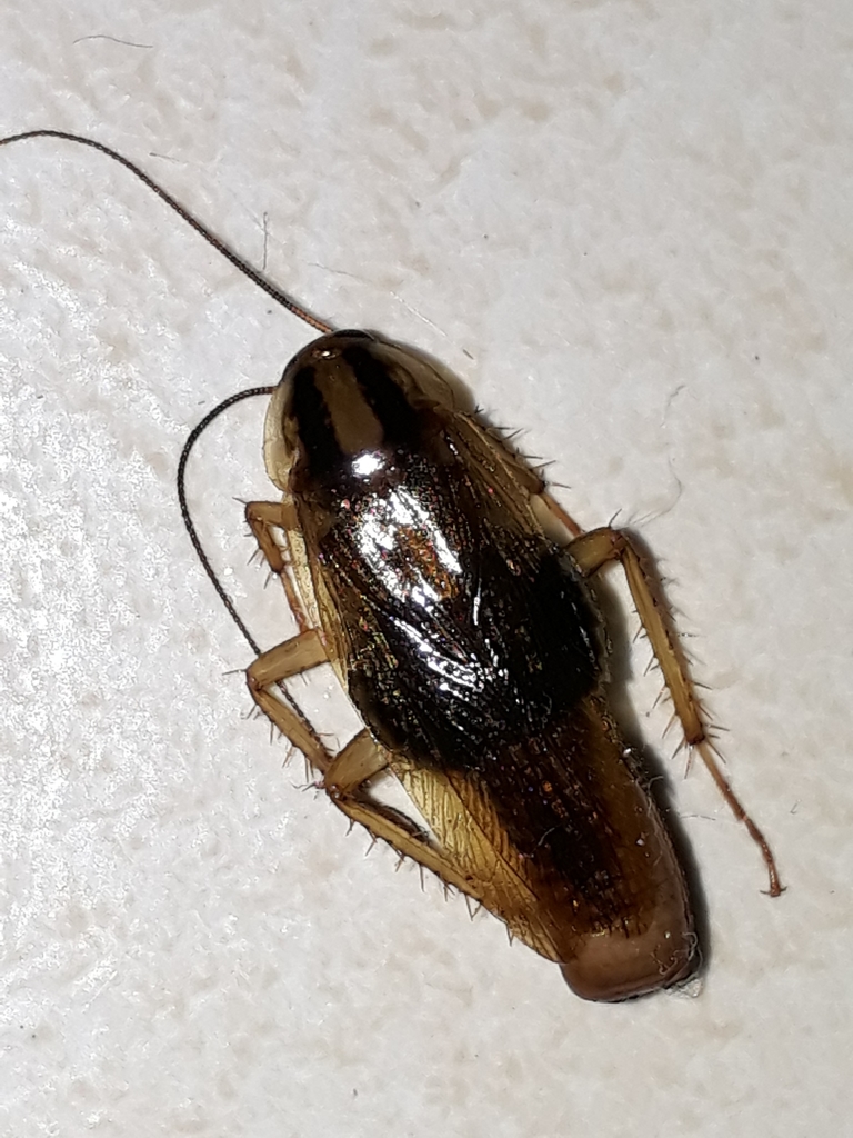 German Cockroach from Zenteno 1464, Santiago, Región Metropolitana ...
