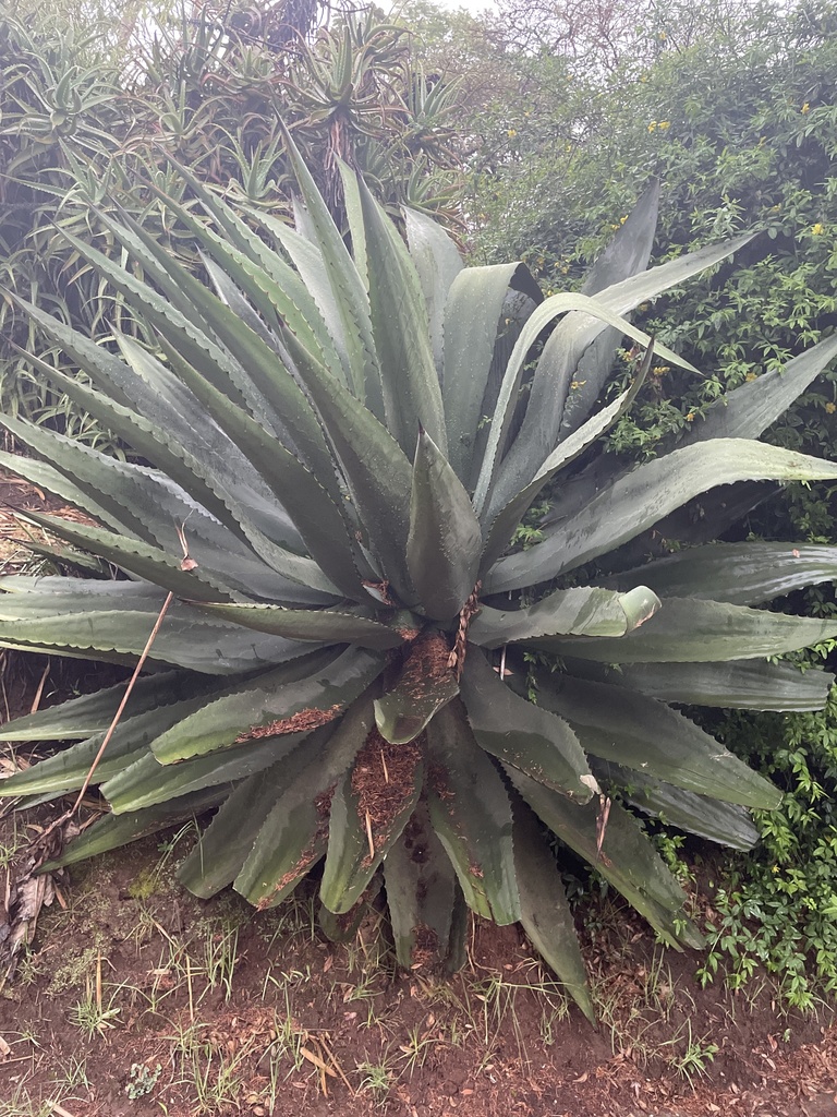 Agave inaequidens from Mazamitla, JAL, MX on June 5, 2021 at 07:17 AM ...