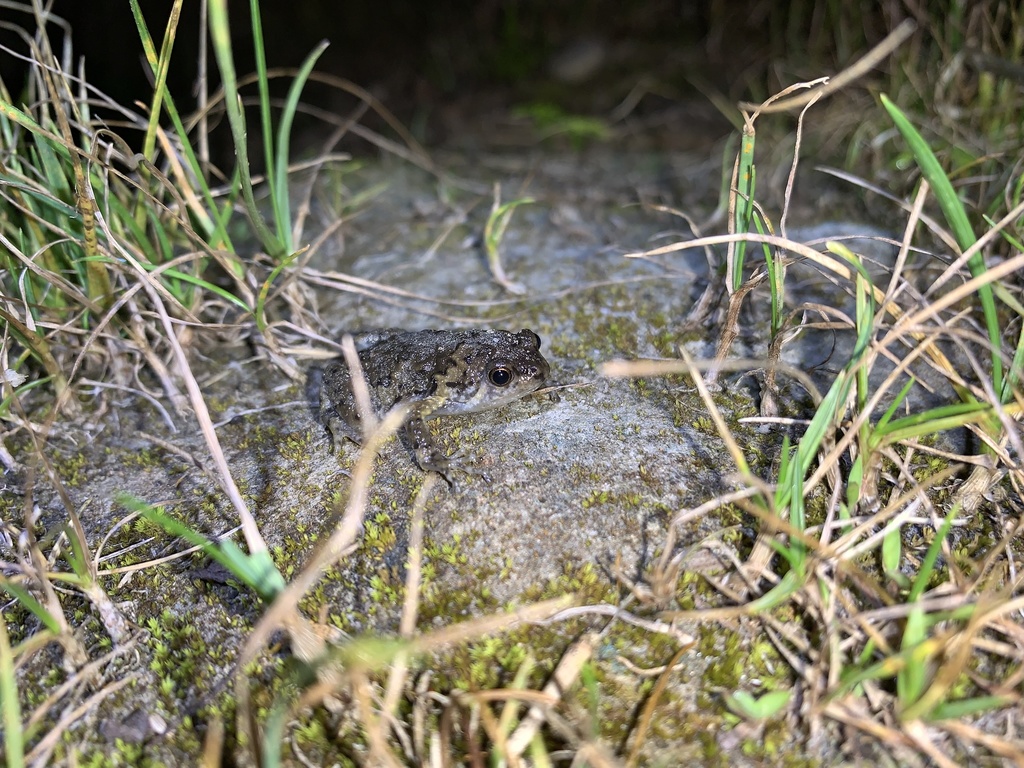 Sichuan Digging Frog from 郫都区, 成都市, 四川省, CN on June 5, 2021 at 09:11 PM ...