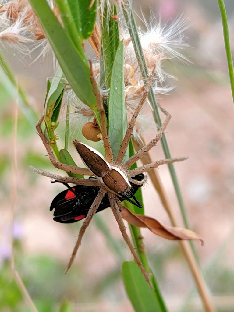 Common White-flanked Water Spider from Nong Ri, Chon Buri District ...