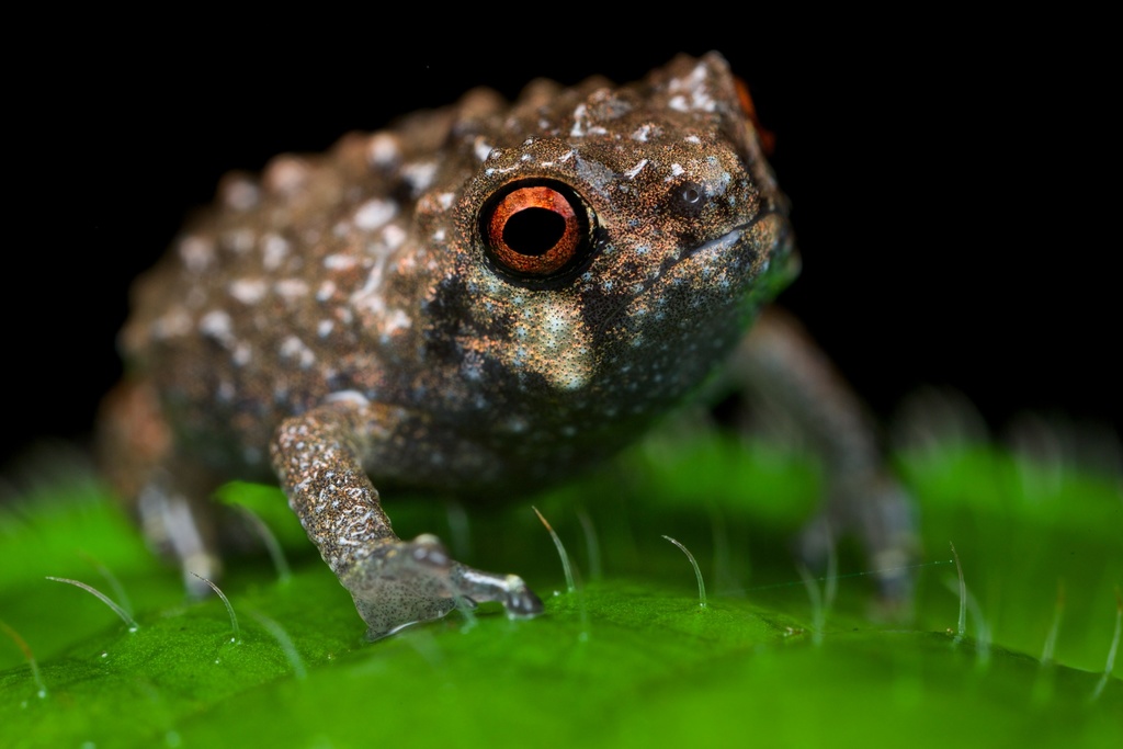Krefft's Warty Frog from Korogwe, Tanzania on November 18, 2014 at 07: ...