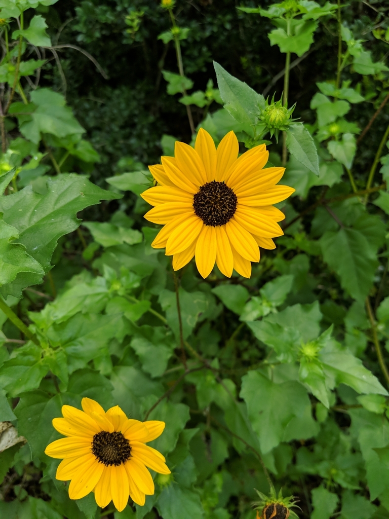 cucumberleaf sunflower in June 2021 by Maya Cabello · iNaturalist