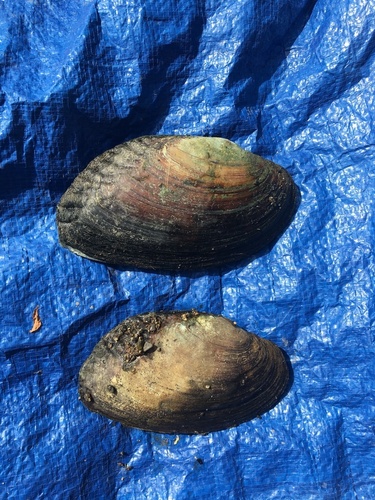 Flutedshell (Freshwater Mussels of the Milwaukee River Basin) · iNaturalist