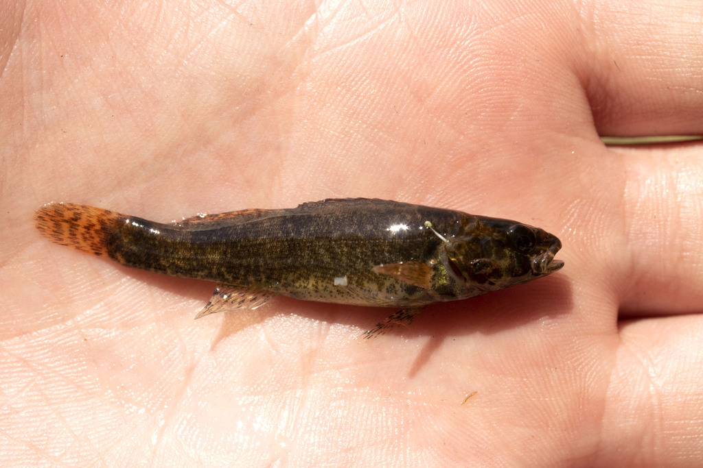 Sunburst Darter from Sarcoxie, MO 64862, USA on June 17, 2020 at 11:48 ...