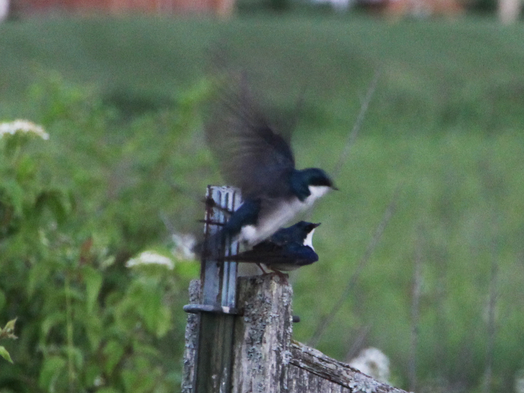 Tree Swallow from Frohring Meadows, Geauga County, OH, USA on June 05 ...