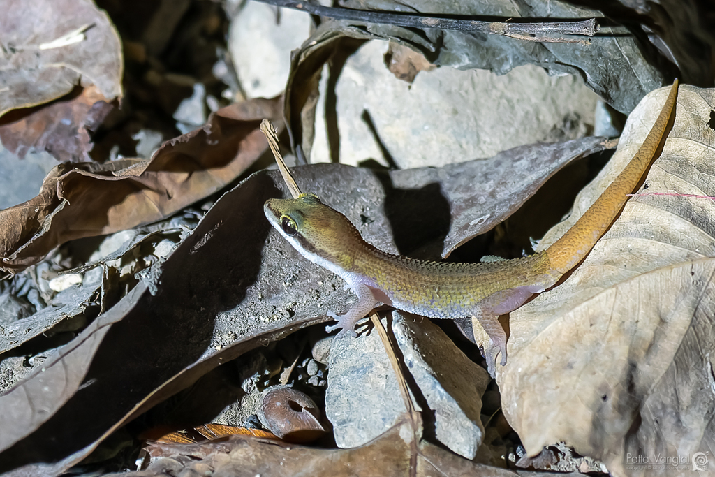 Black-spotted Leaf-toed Gecko from Khun Khlon, Phra Phutthabat District ...