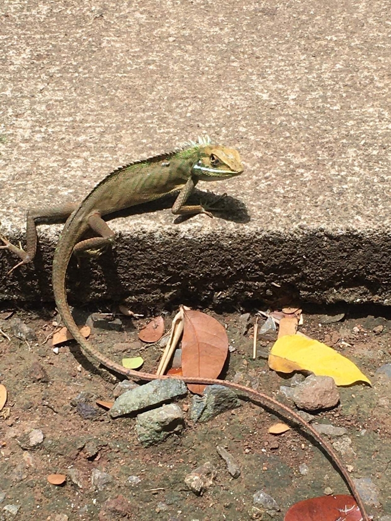 Green Crested Lizard from Silungan on June 06, 2021 by Joaqui Silvestre ...