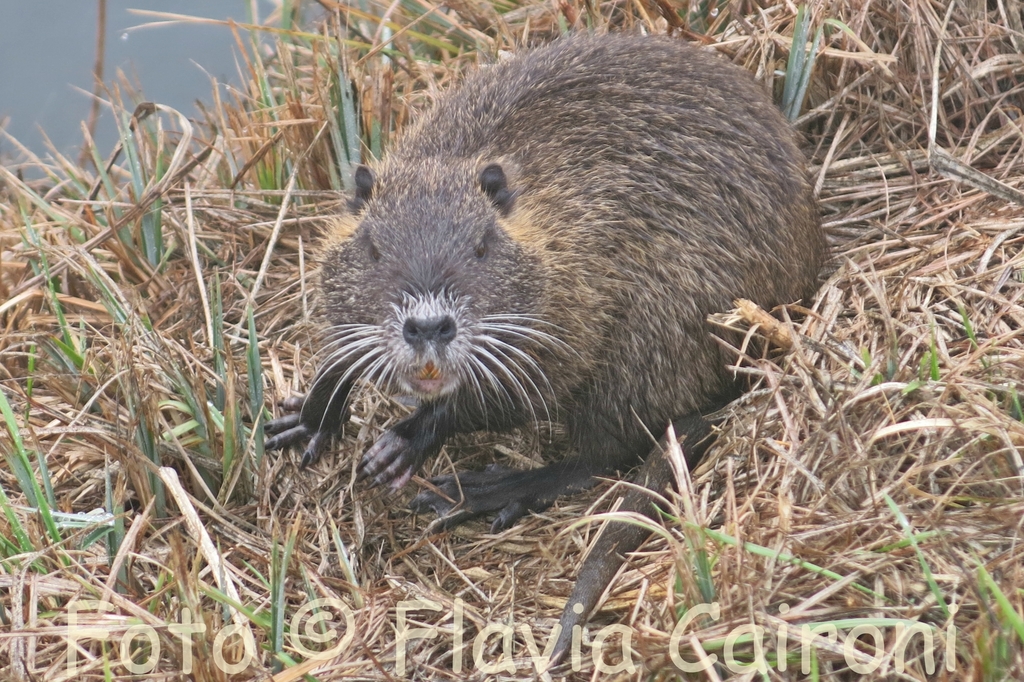 Coypu from Provincia di Pavia, Italia on February 4, 2018 at 11:00 PM ...