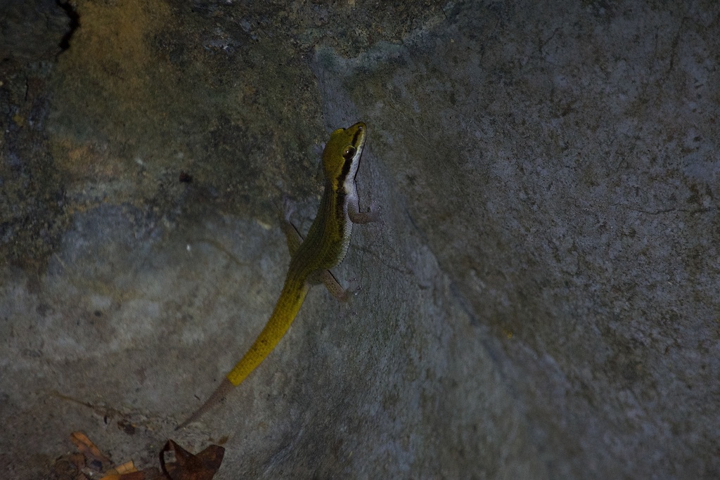 Black-spotted Leaf-toed Gecko from Khao Wong, Phra Phutthabat, Saraburi ...
