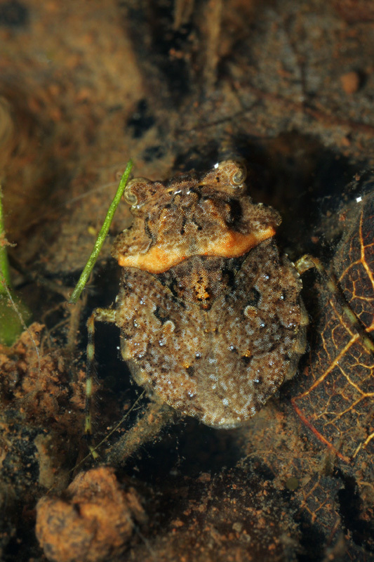 Big-eyed Toad Bug from 134 Drake Road Donalds SC on March 10, 2009 at ...