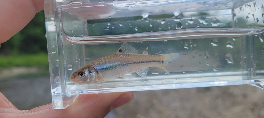 Bullhead Minnow from Cedar Township, MO, USA on June 5, 2021 at 12:40 ...