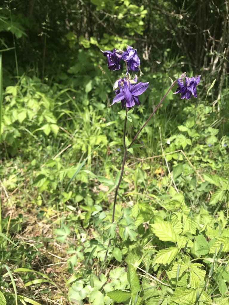 common columbine from øland, Färjestaden, Kalmar, SE on June 6, 2021 at ...