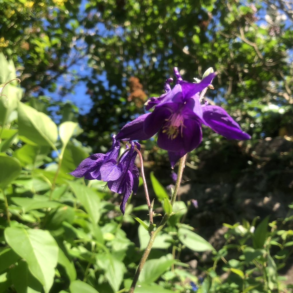common columbine from Isle of Man, Colby, Isle of Man, GB on June 6 ...