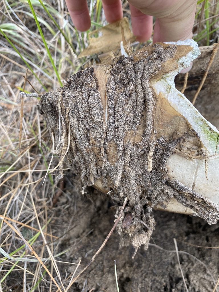 Gopher Tortoise Shell Moth from Withlacoochee State Forest, Inverness ...