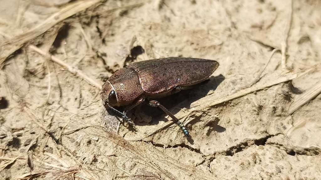 Perotis lugubris from Raionul Hîncești, Moldova on June 6, 2021 at 02: ...