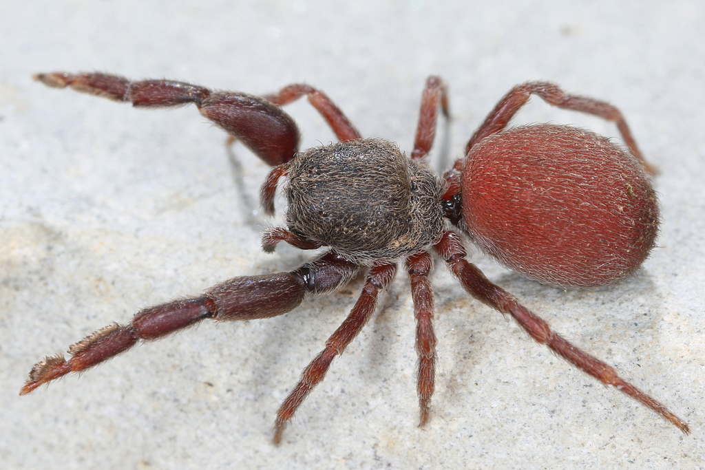 Common Palp-footed Spider from Albania, Brataj, east of bridge (leg. J ...