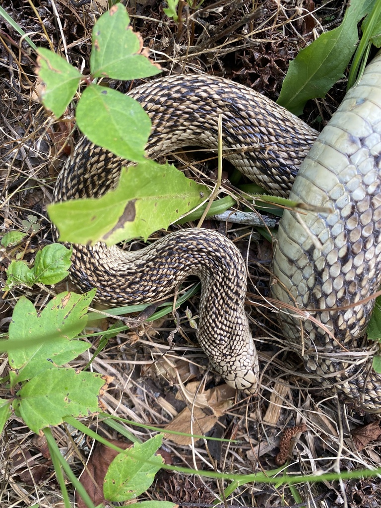 Pine Snake in June 2021 by William Wise · iNaturalist