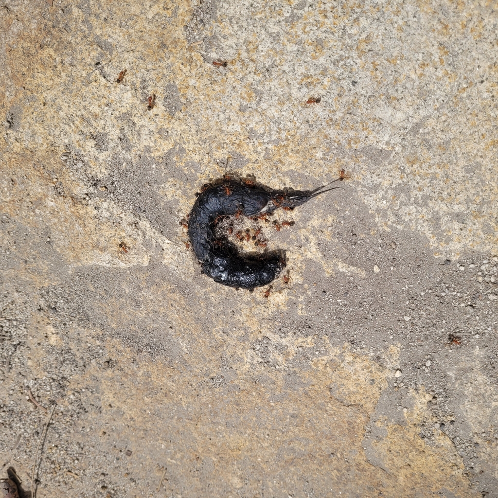 Ringtail from Grays Peak Trail 1W06 on May 31, 2021 at 03:17 PM by ...