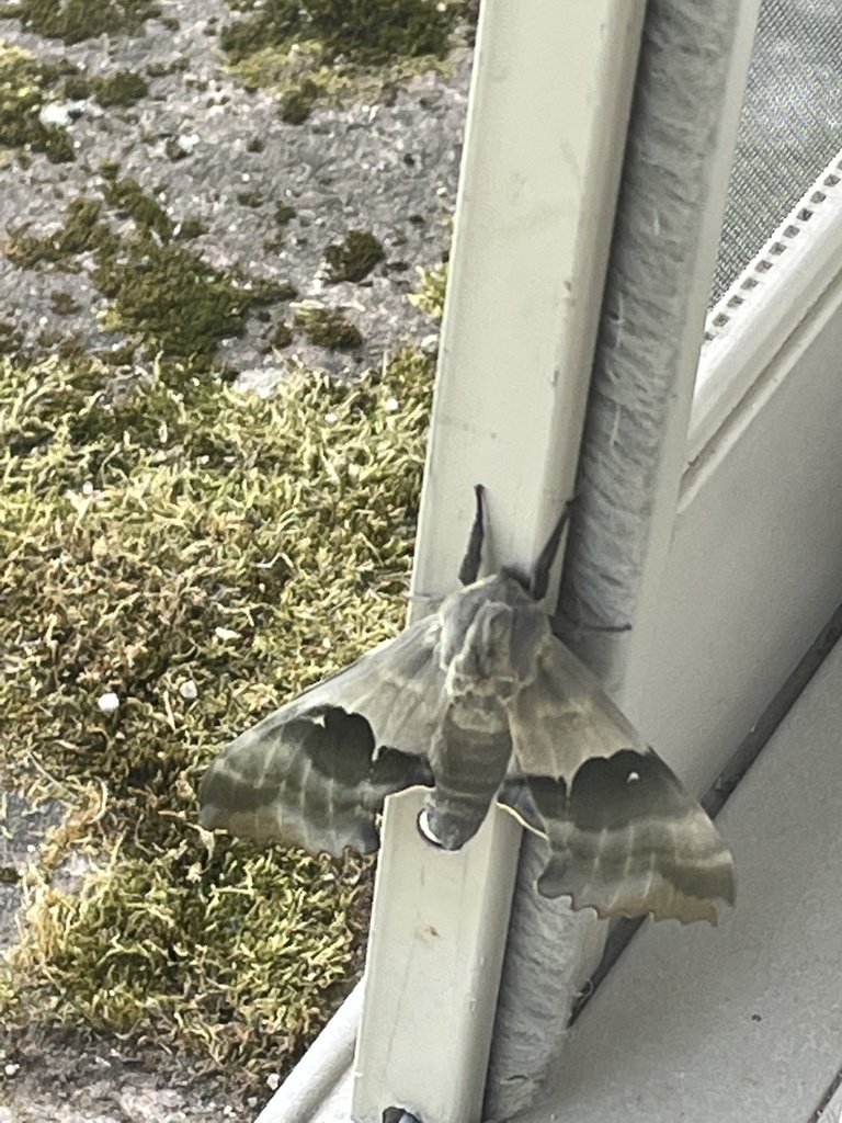 Modest Sphinx from Medford Center Rd, Milo, ME, US on June 05, 2021 at ...