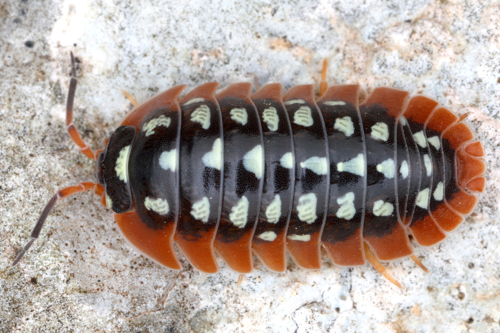Clown Isopod from Albania, Brataj, Quelle on May 30, 2021 at 09:29 PM ...