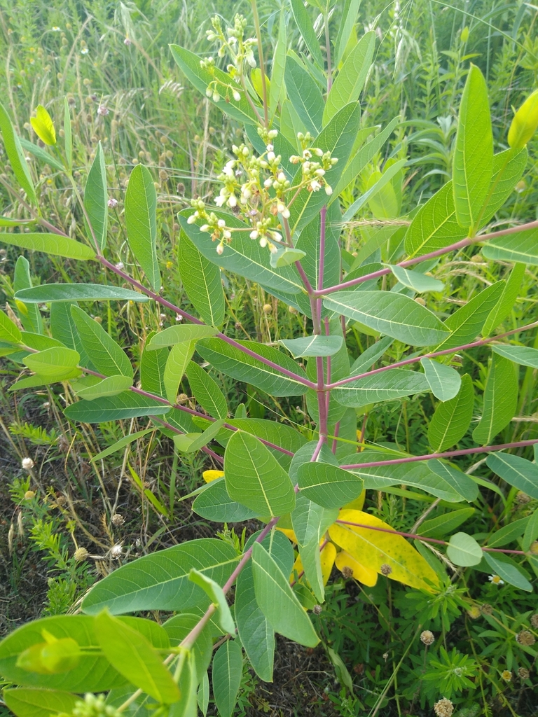 hemp dogbane from Central District, VA, USA on June 06, 2021 at 04:34 ...