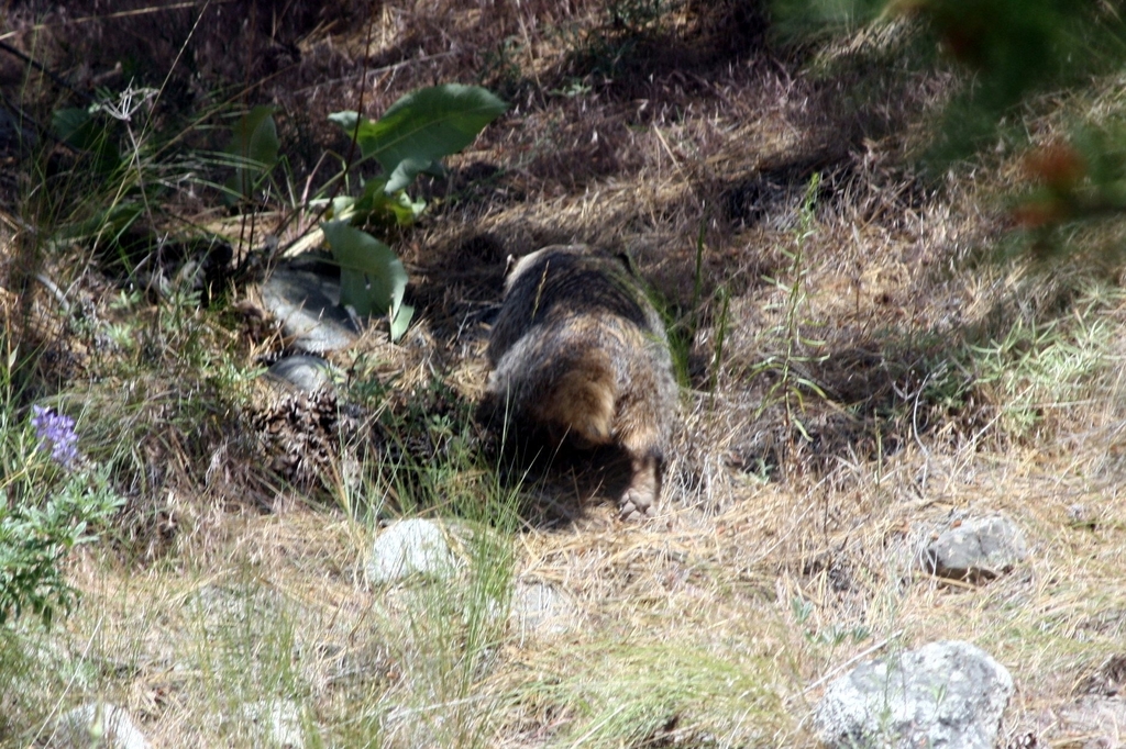 American Badger from Okanagan-Similkameen F, BC, Canada on July 14 ...