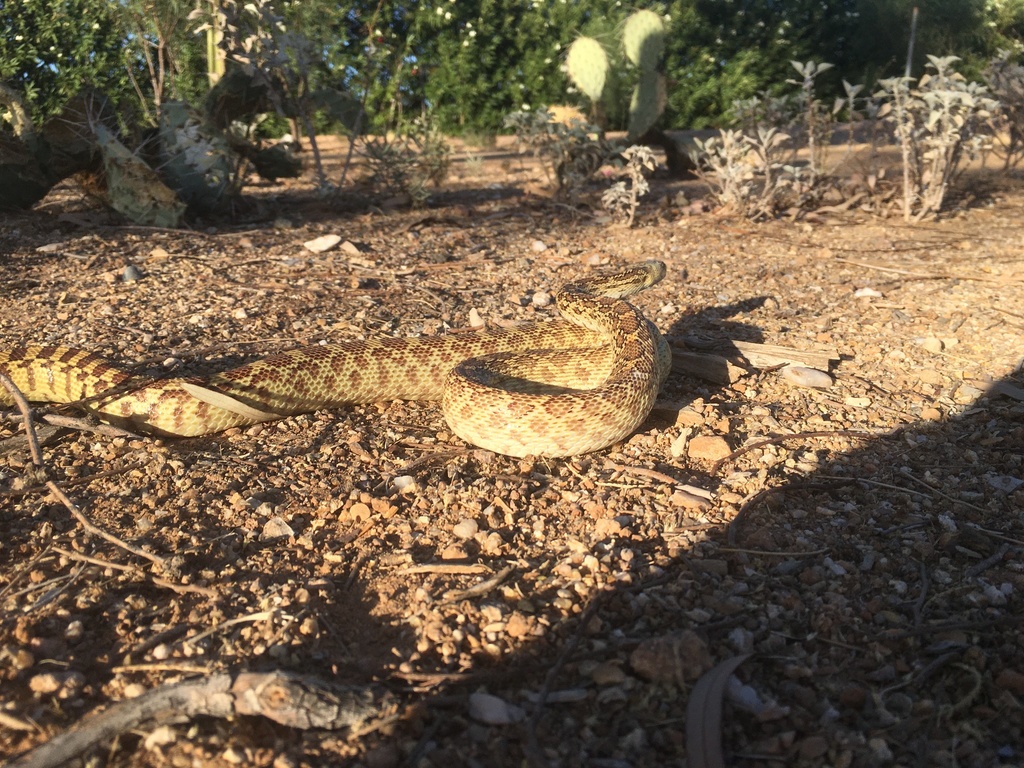 Sonoran Gopher Snake from E Lincoln Dr, Paradise Valley, AZ, US on June ...