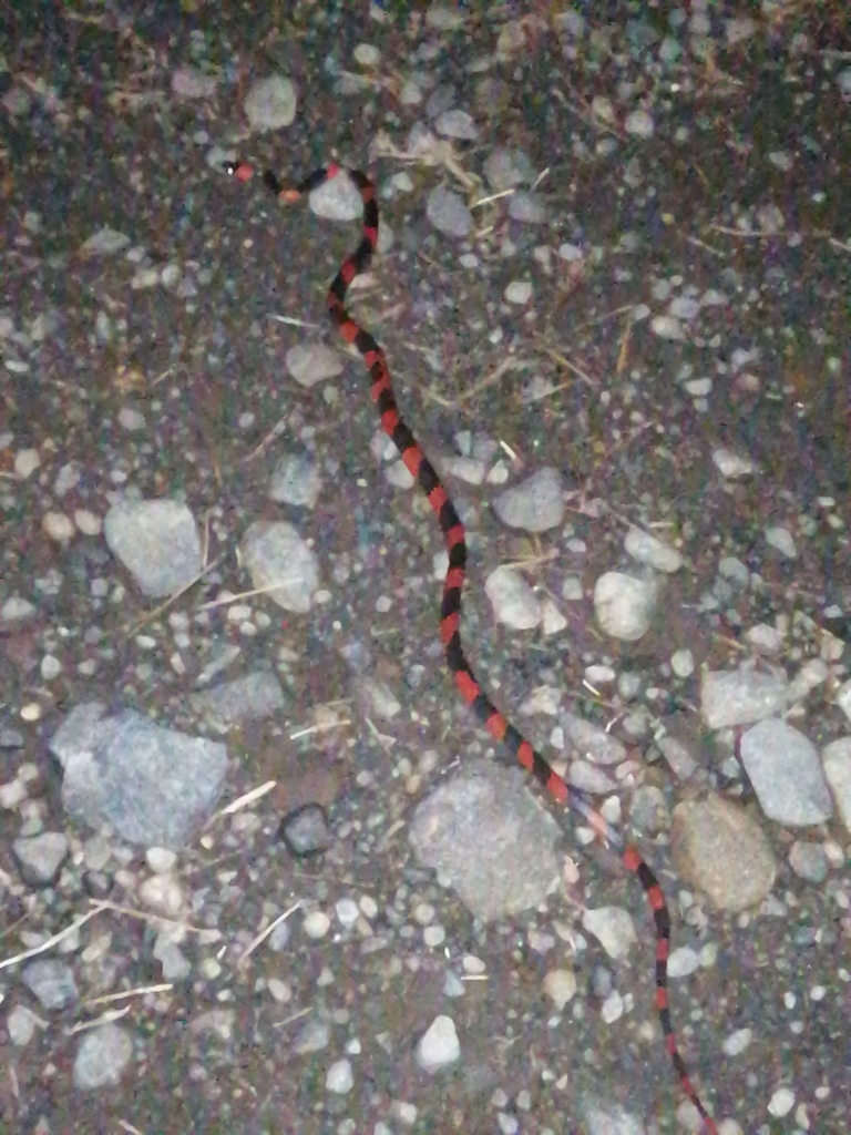 Forest Flame Snake from Provincia de Alajuela, Costa Rica on June 6 ...