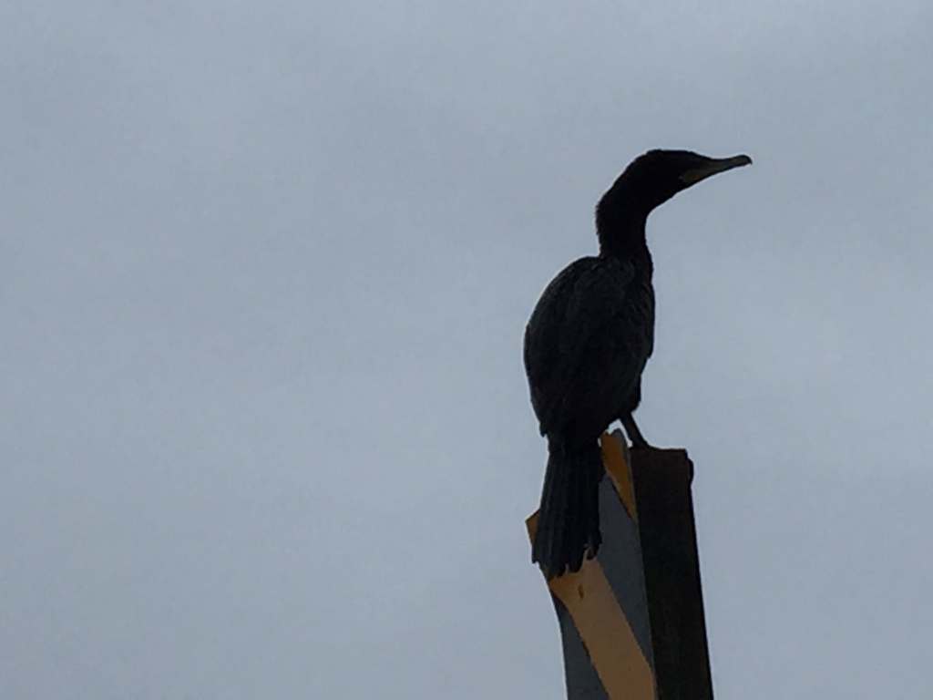 Neotropic Cormorant from Anahuac National Wildlife Refuge, Anahuac, TX ...