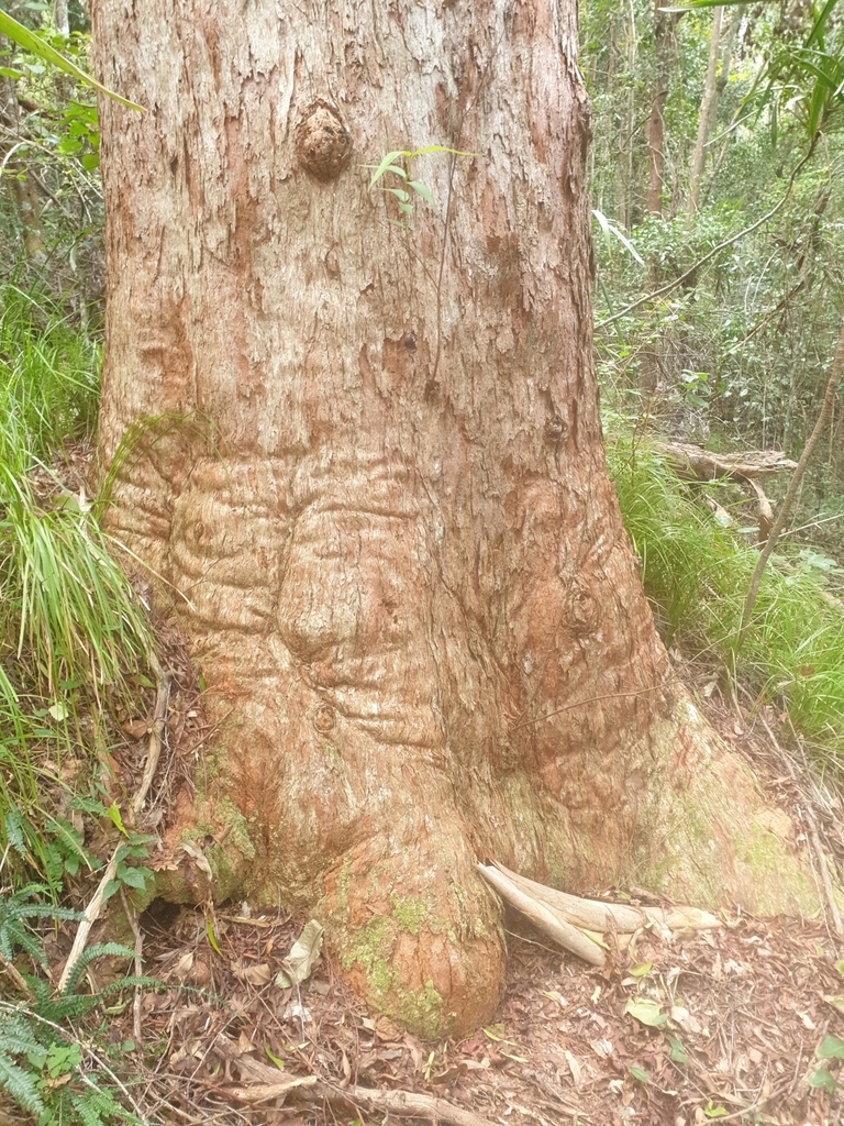broad-leaved stringybark from Wongawallan QLD 4210, Australia on May 27 ...