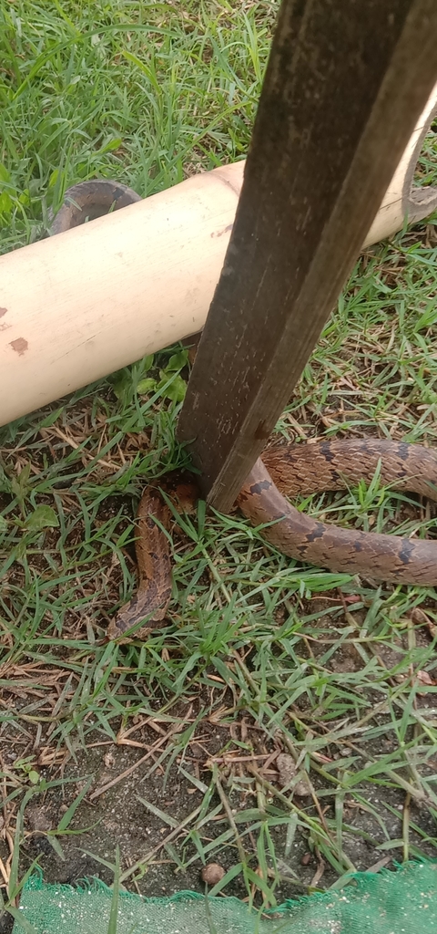 Light-barred Kukri Snake from Unnamed Road, Bhutan on May 26, 2021 at ...