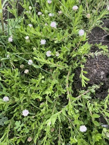 Trichocoronis sessilifolia · iNaturalist