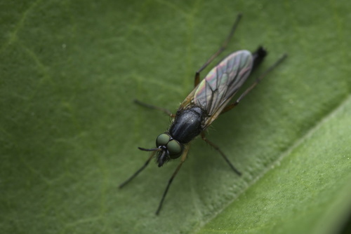 Euphycus dispar · iNaturalist