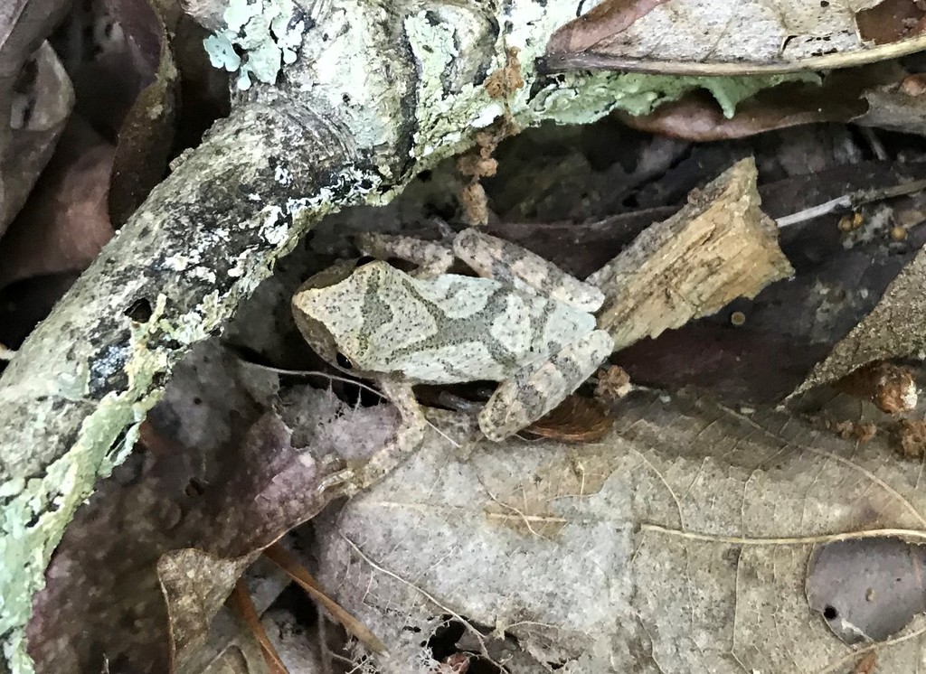 Spring Peeper from Fulton County, PA, USA on June 05, 2021 at 05:54 PM ...