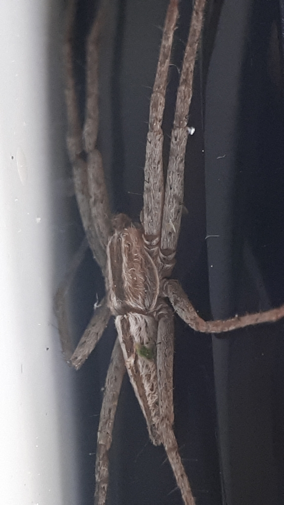 Slender Crab Spiders from Цивильск, Чувашская Респ., Россия on June 7 ...