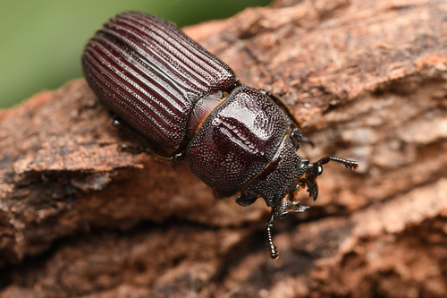Nigidius delegorguei · iNaturalist
