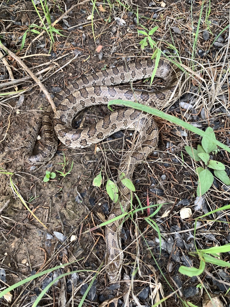 Prairie Kingsnake from Hudspeth Rd, Bryan, TX, US on June 7, 2021 at 04 ...