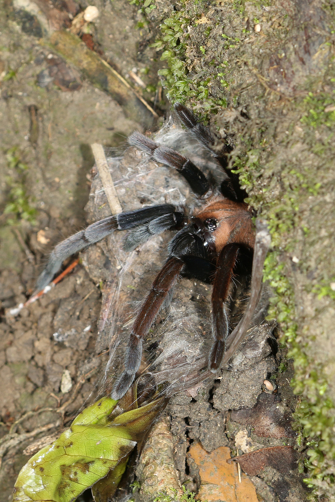 Orphnaecus dichromatus from Surroundings of the Malagufuk village on ...