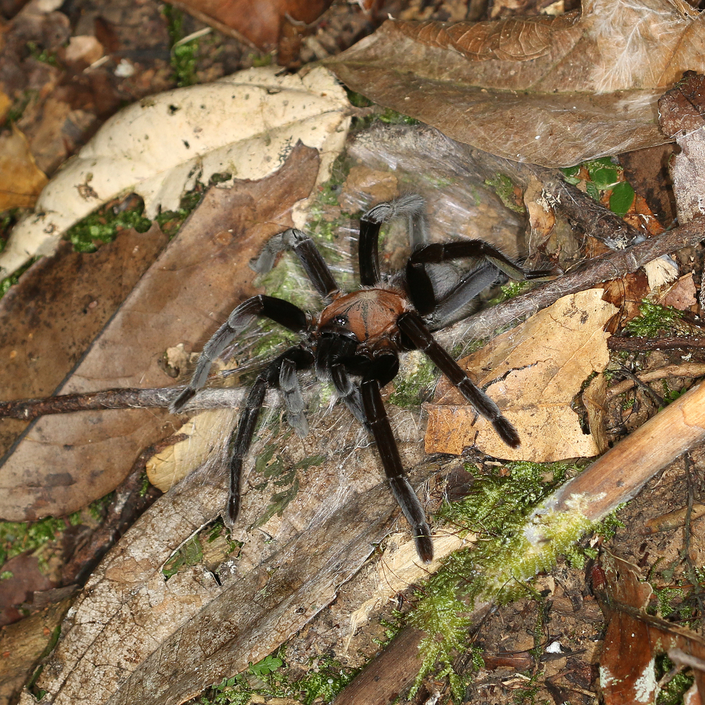 Orphnaecus dichromatus from Surroundings of the Malagufuk village on ...
