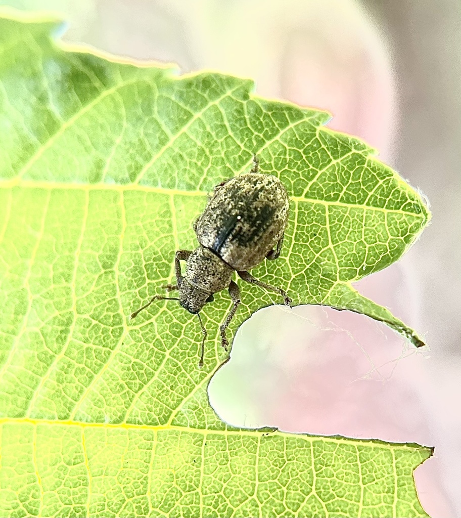 Nut Leaf Weevil from Eighth St NE, Lake Stevens, WA, US on June 7, 2021 ...