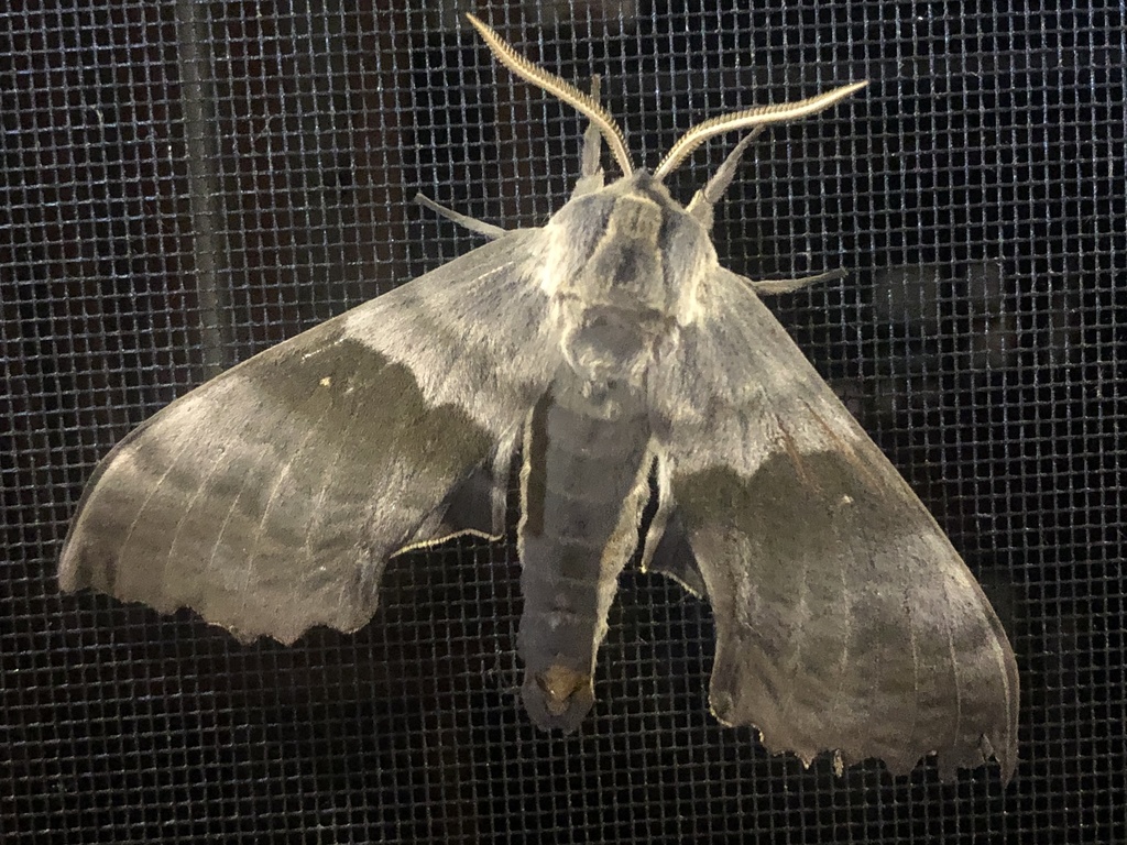 Modest Sphinx from Woods Rd, Utica, NY, US on June 07, 2021 at 10:18 PM ...