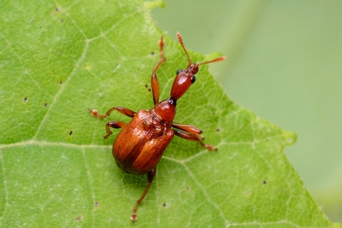 Leptapoderus rubidus · iNaturalist