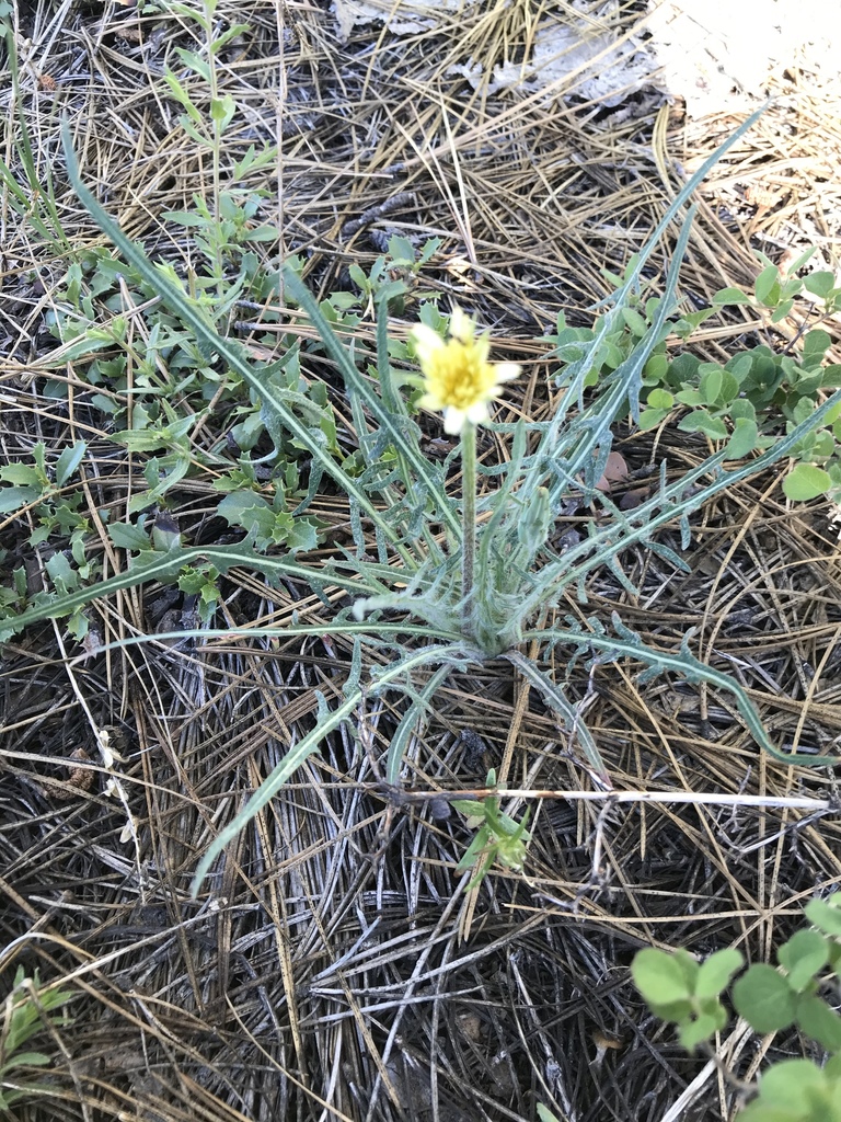 spearleaf agoseris from Tahoe National Forest, Sierraville, CA, US on ...