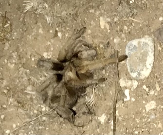 Desert Blonde Tarantula from N Melpomene Way, Tucson, AZ, US on June 07 ...